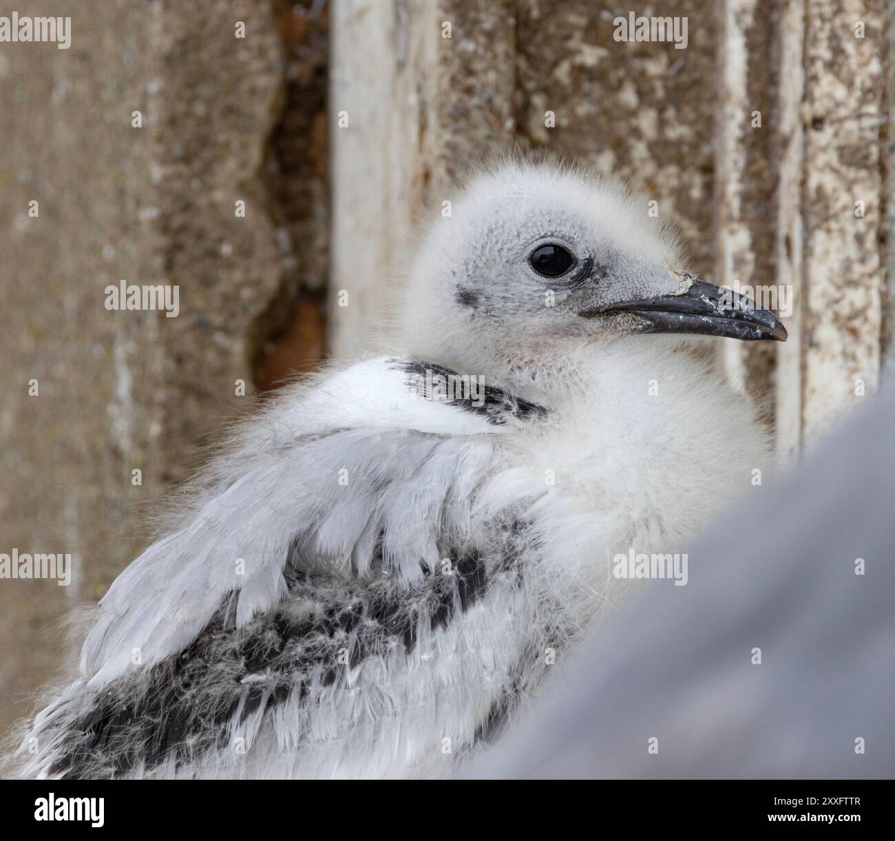 Portrait of a Kittiwake chick. Half fledged the flight feathers are ...