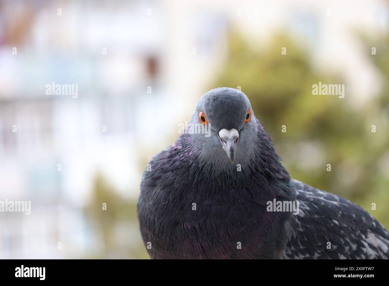 Pigeon closeup portrait, bird on the window, summer day, pigeon ...