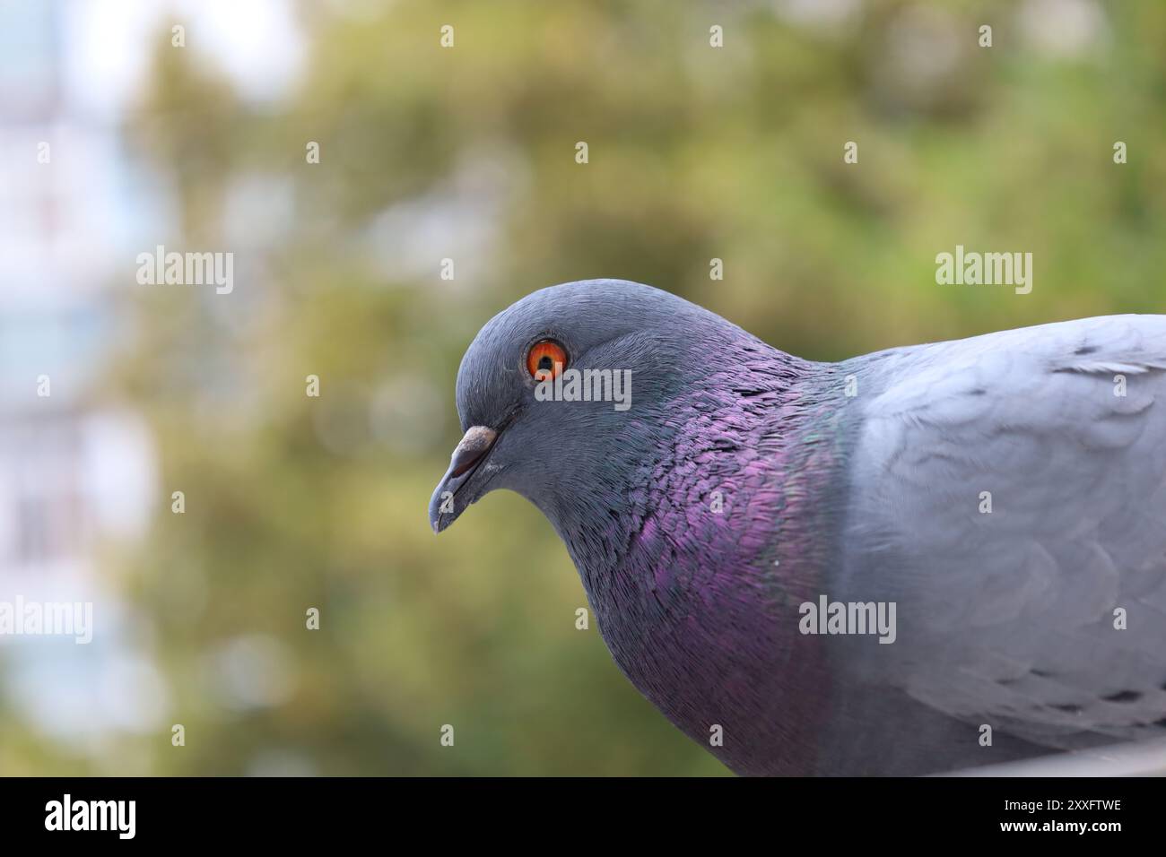 Pigeon closeup portrait, bird on the window, summer day, pigeon ...
