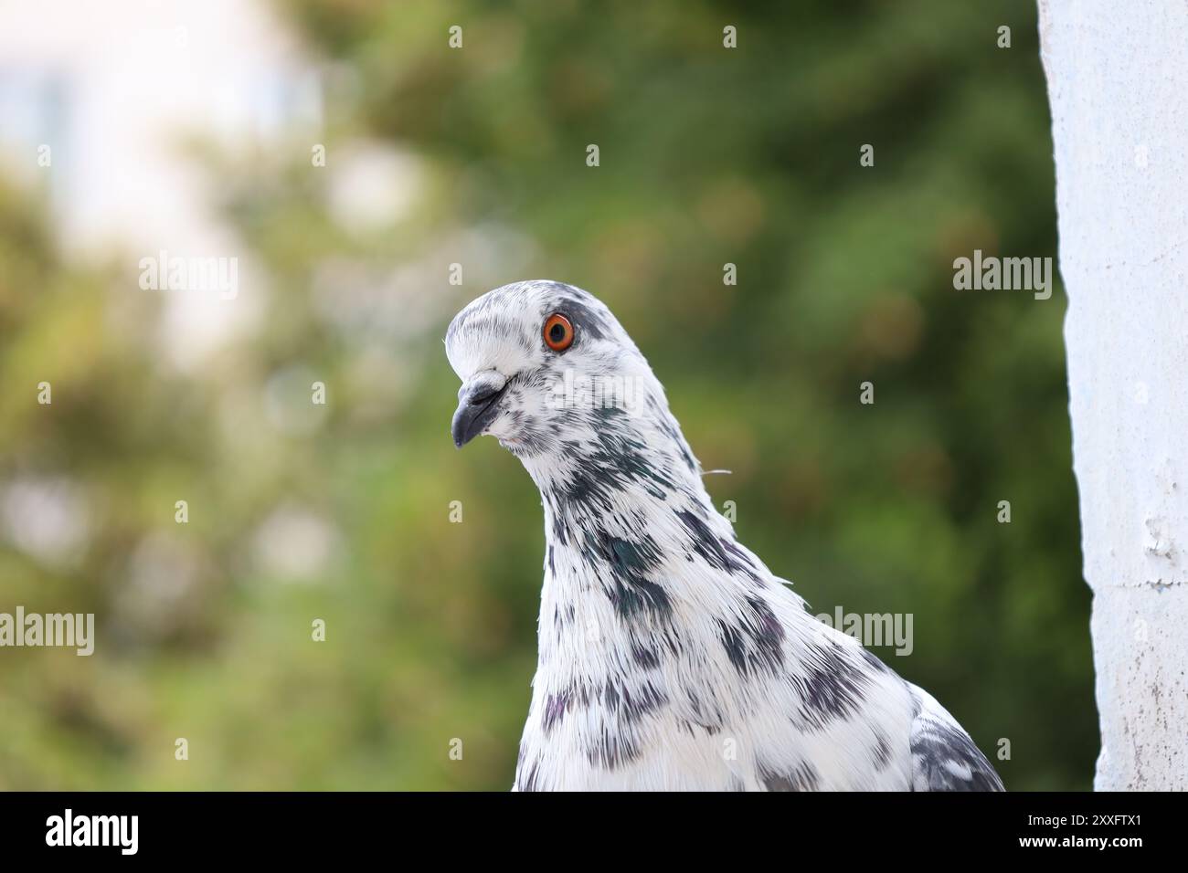 White pigeon closeup portrait, bird on the window, summer day, pigeon ...