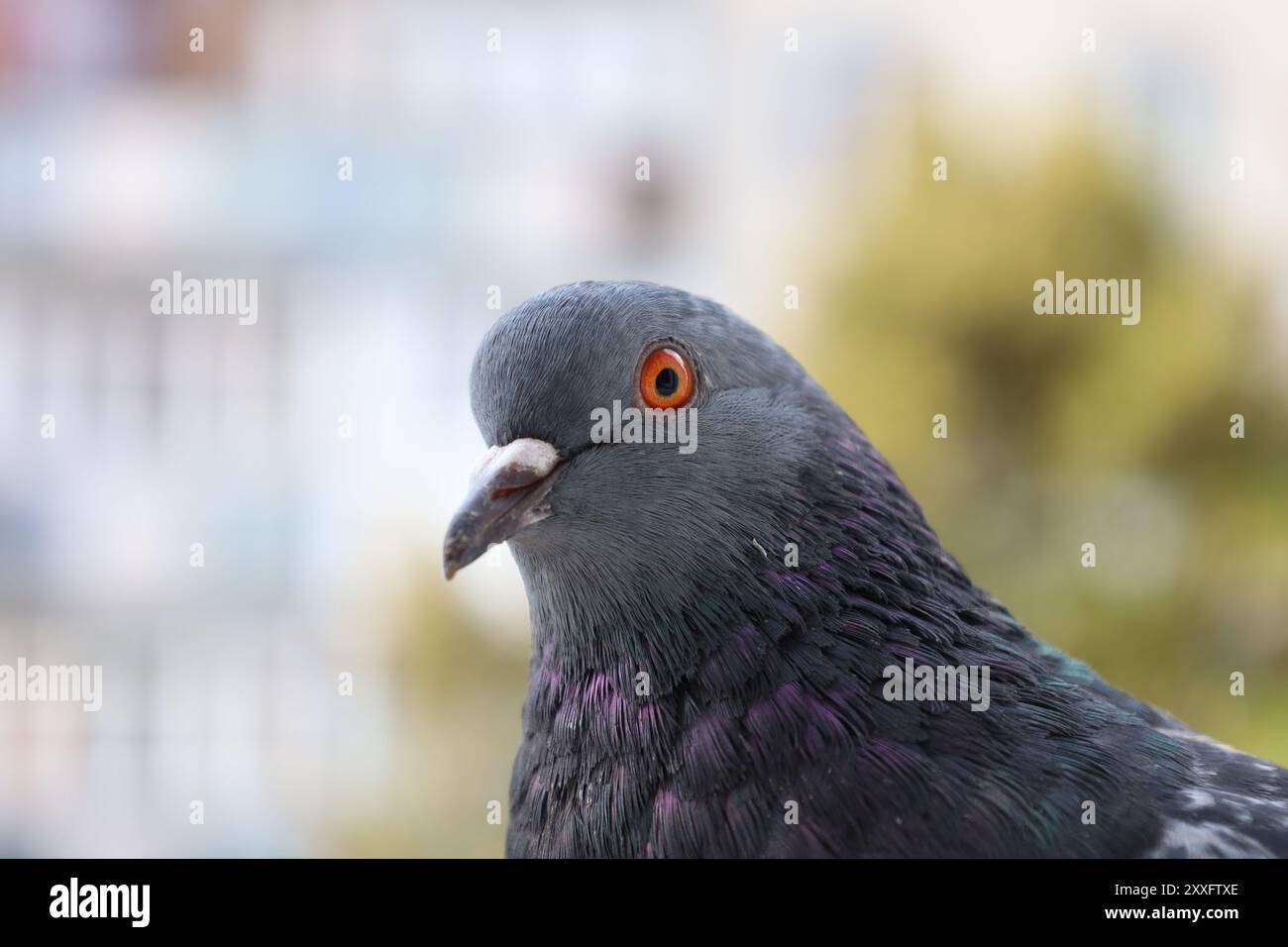 Pigeon closeup portrait, bird on the window, summer day, pigeon ...