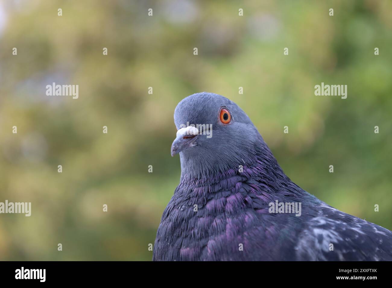 Pigeon closeup portrait, bird on the window, summer day, pigeon ...