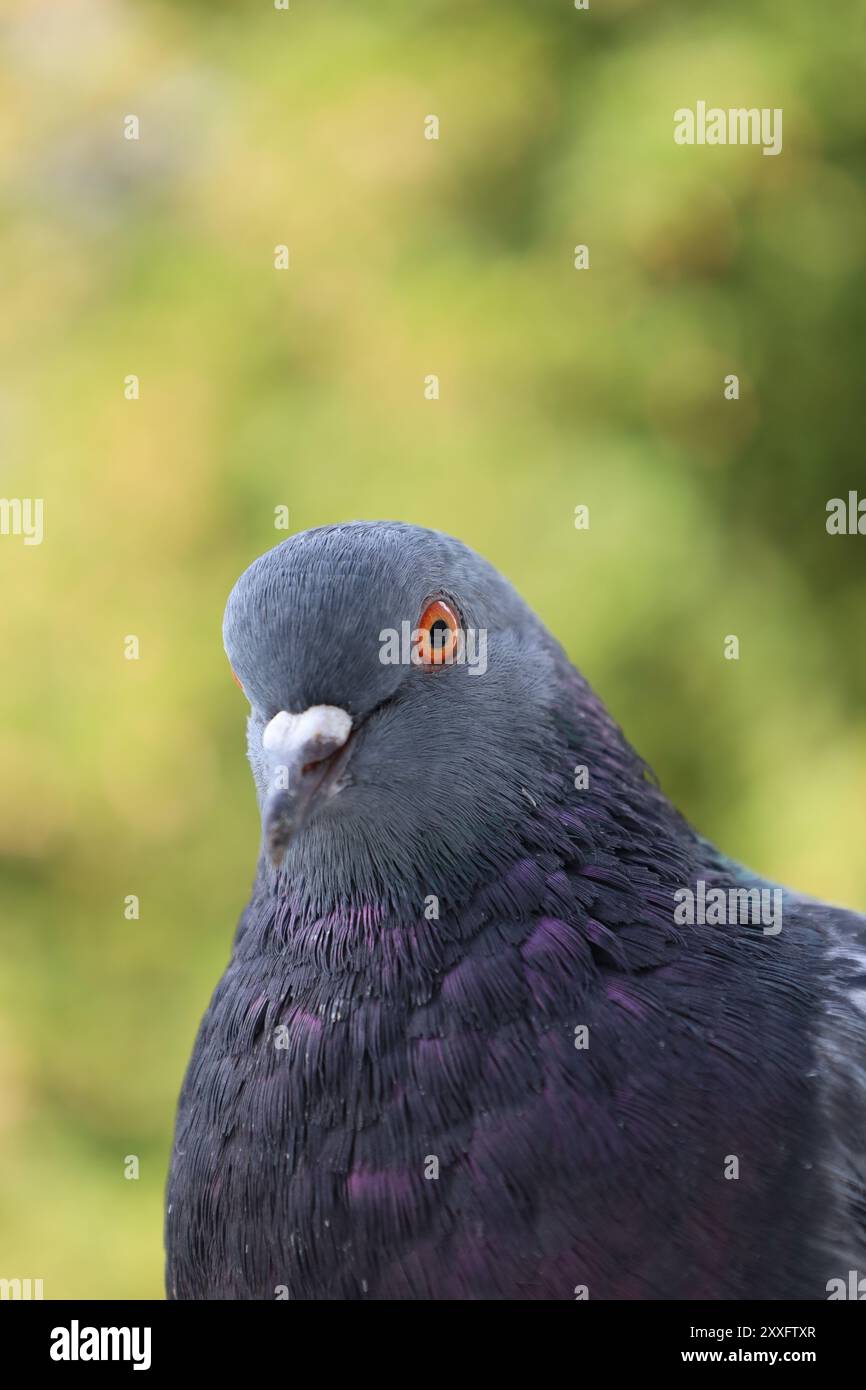 Pigeon closeup portrait, bird on the window, summer day, pigeon ...