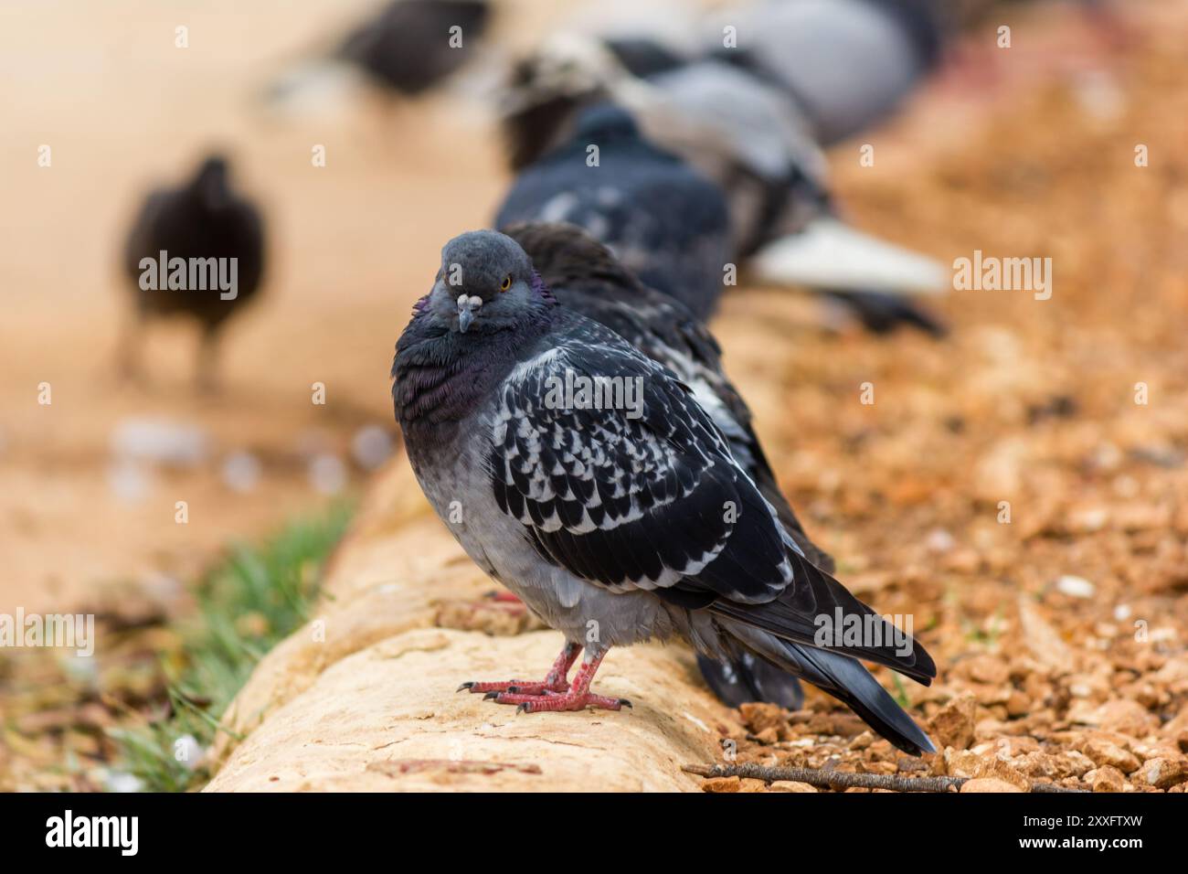 wild pigeon on the ground in the park at Imsida, Malta Stock Photo - Alamy