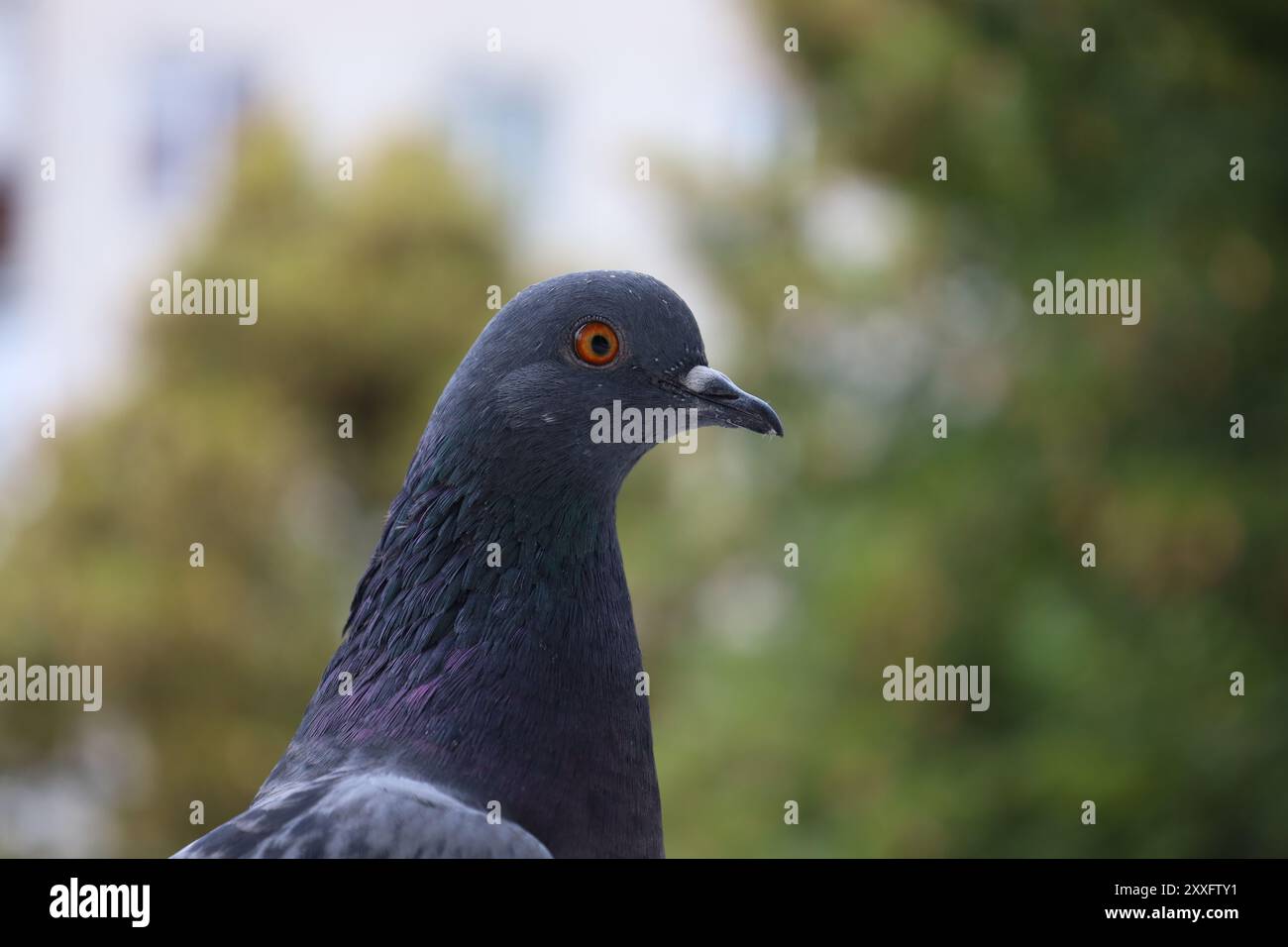 Pigeon closeup portrait, bird on the window, summer day, pigeon ...