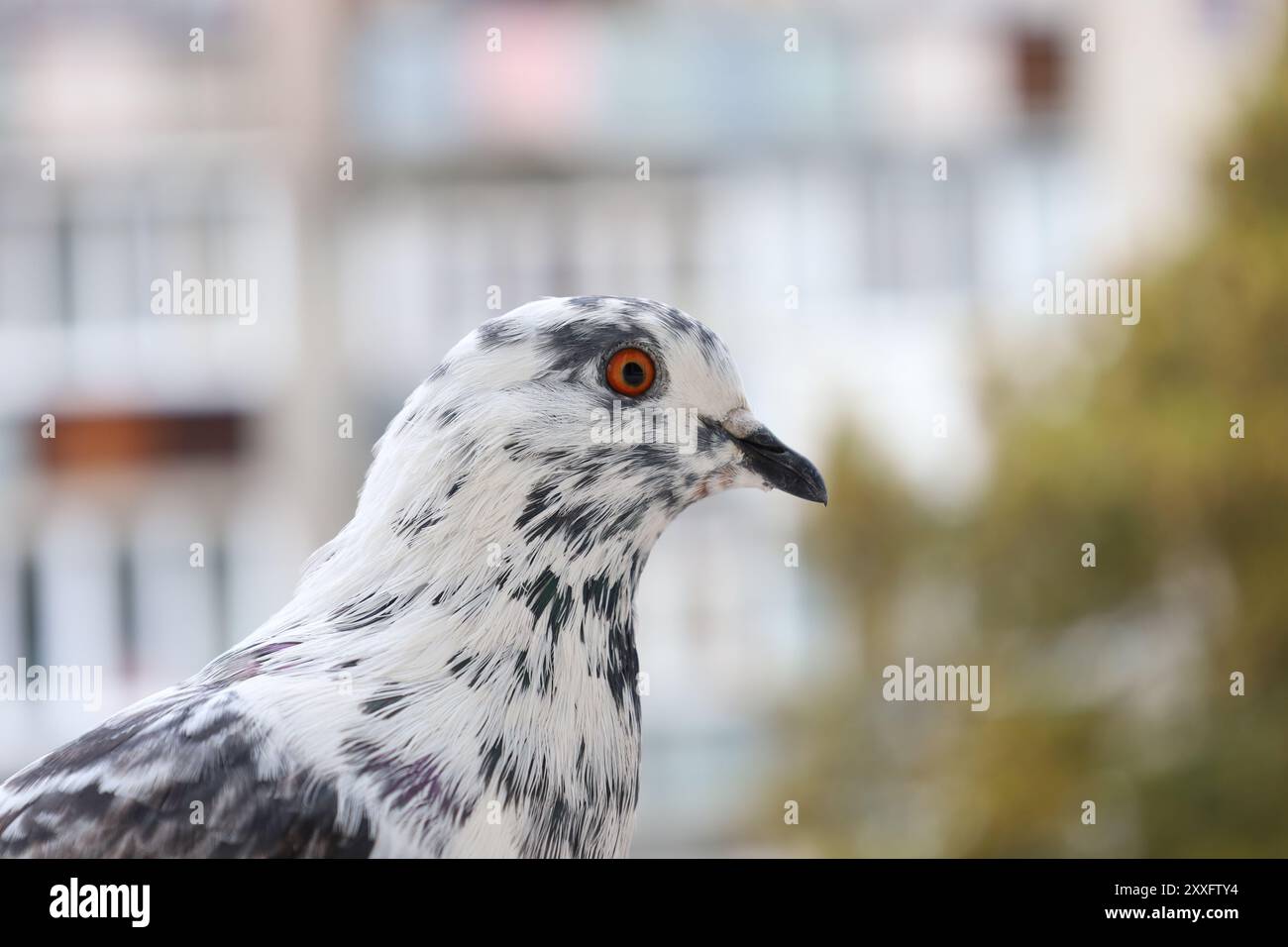 White pigeon closeup portrait, bird on the window, summer day, pigeon ...