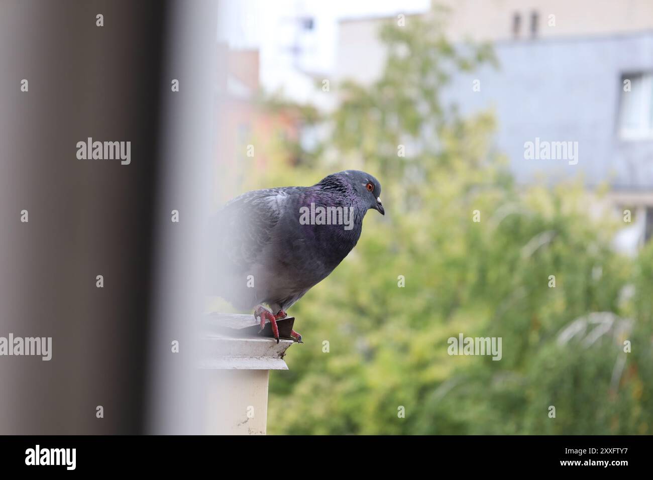 Pigeon closeup portrait, bird on the window, summer day, pigeon ...