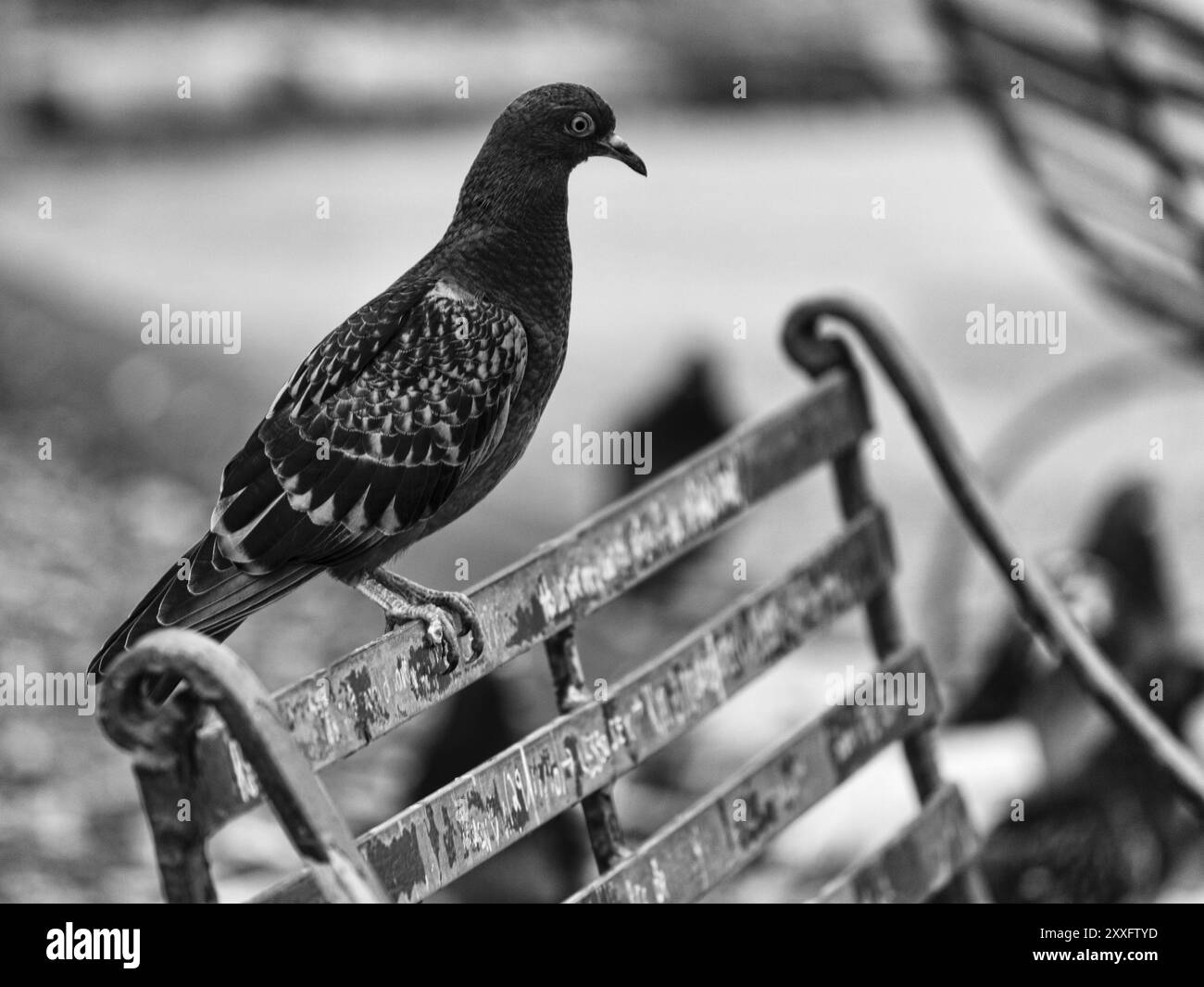 wild pigeon on the Bench in the park at Imsida, Malta Stock Photo - Alamy