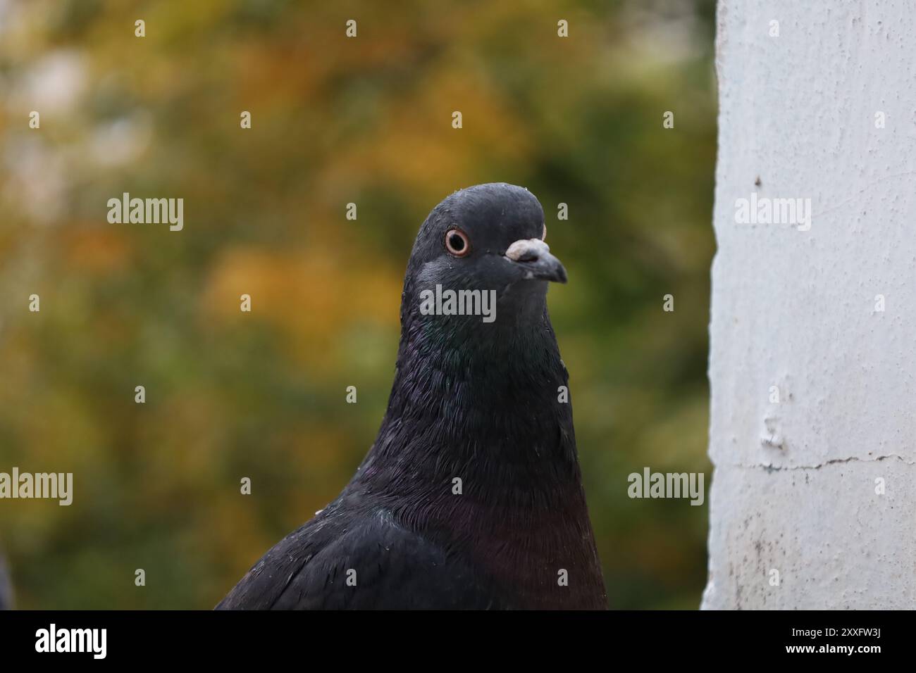 Pigeon closeup portrait, bird on the window, summer day, pigeon ...