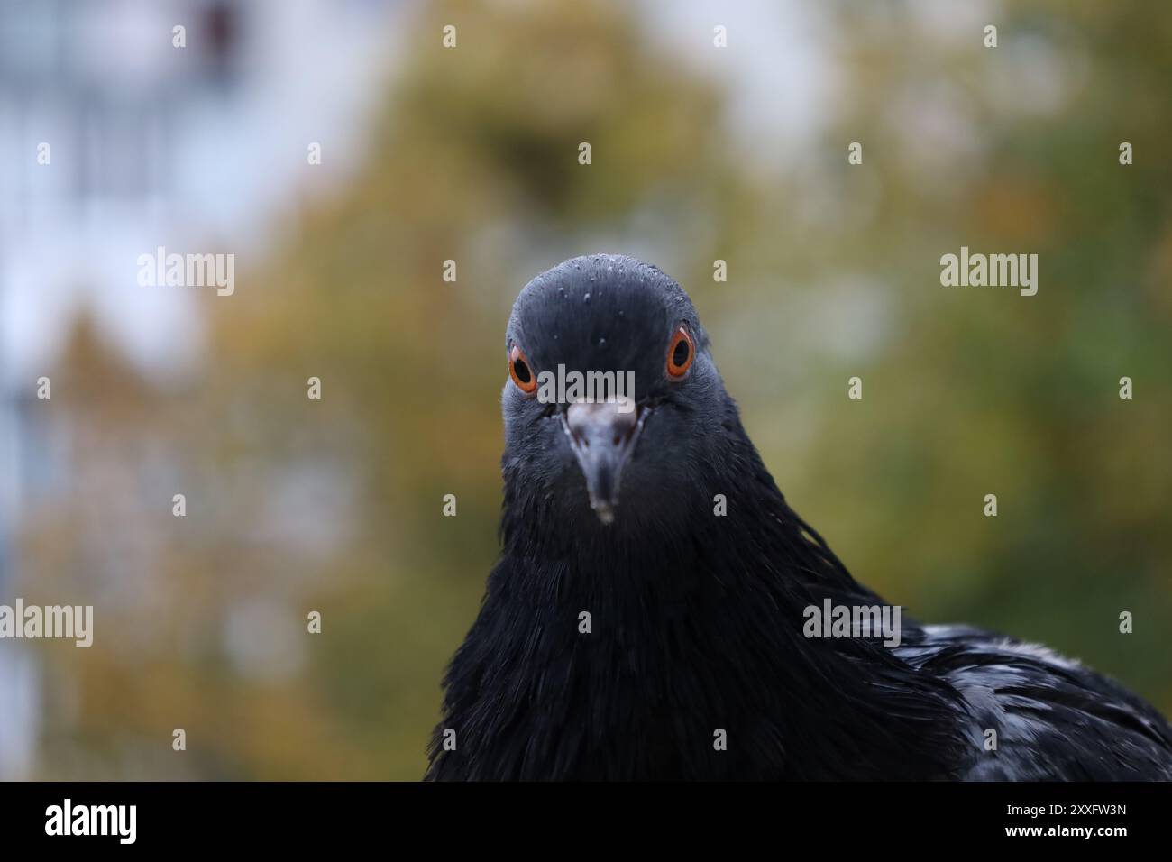 Pigeon closeup portrait, bird on the window, summer day, pigeon ...