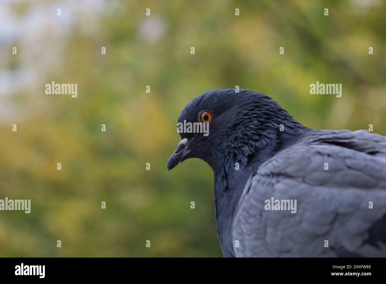 Pigeon closeup portrait, bird on the window, summer day, pigeon ...