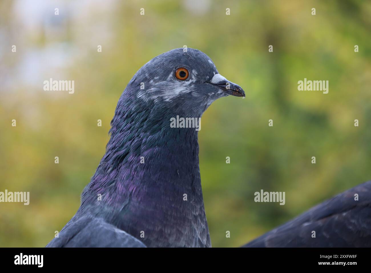 Pigeon closeup portrait, bird on the window, summer day, pigeon ...