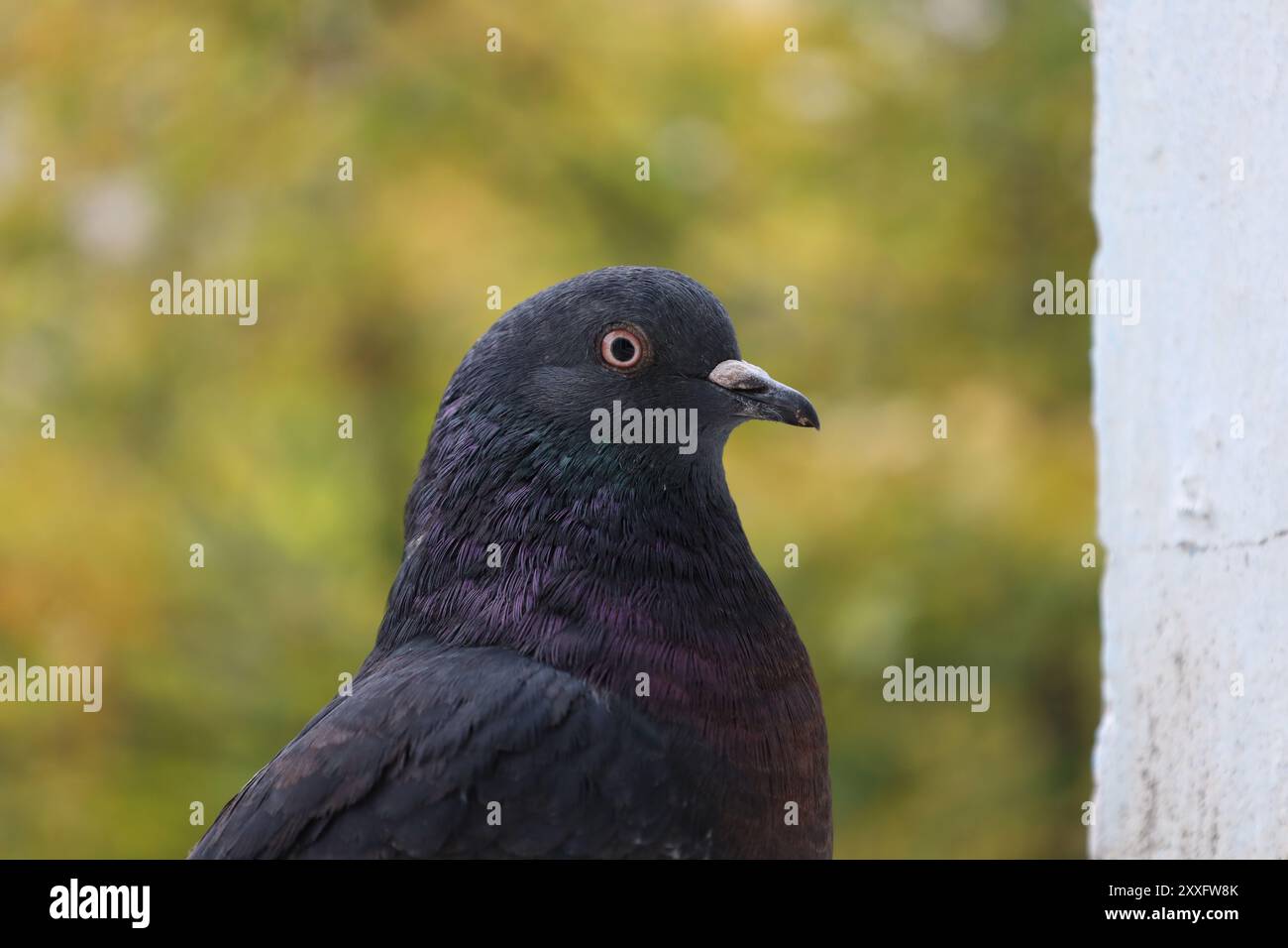 Pigeon closeup portrait, bird on the window, summer day, pigeon ...