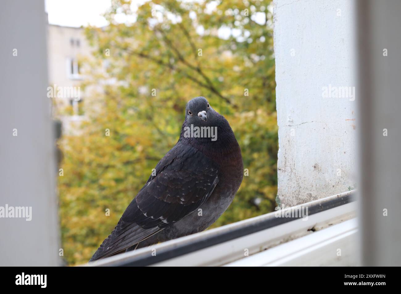 Pigeon closeup portrait, bird on the window, summer day, pigeon ...