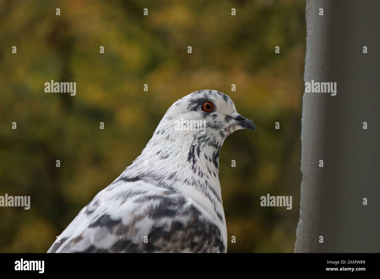 White pigeon closeup portrait, bird on the window, summer day, pigeon ...