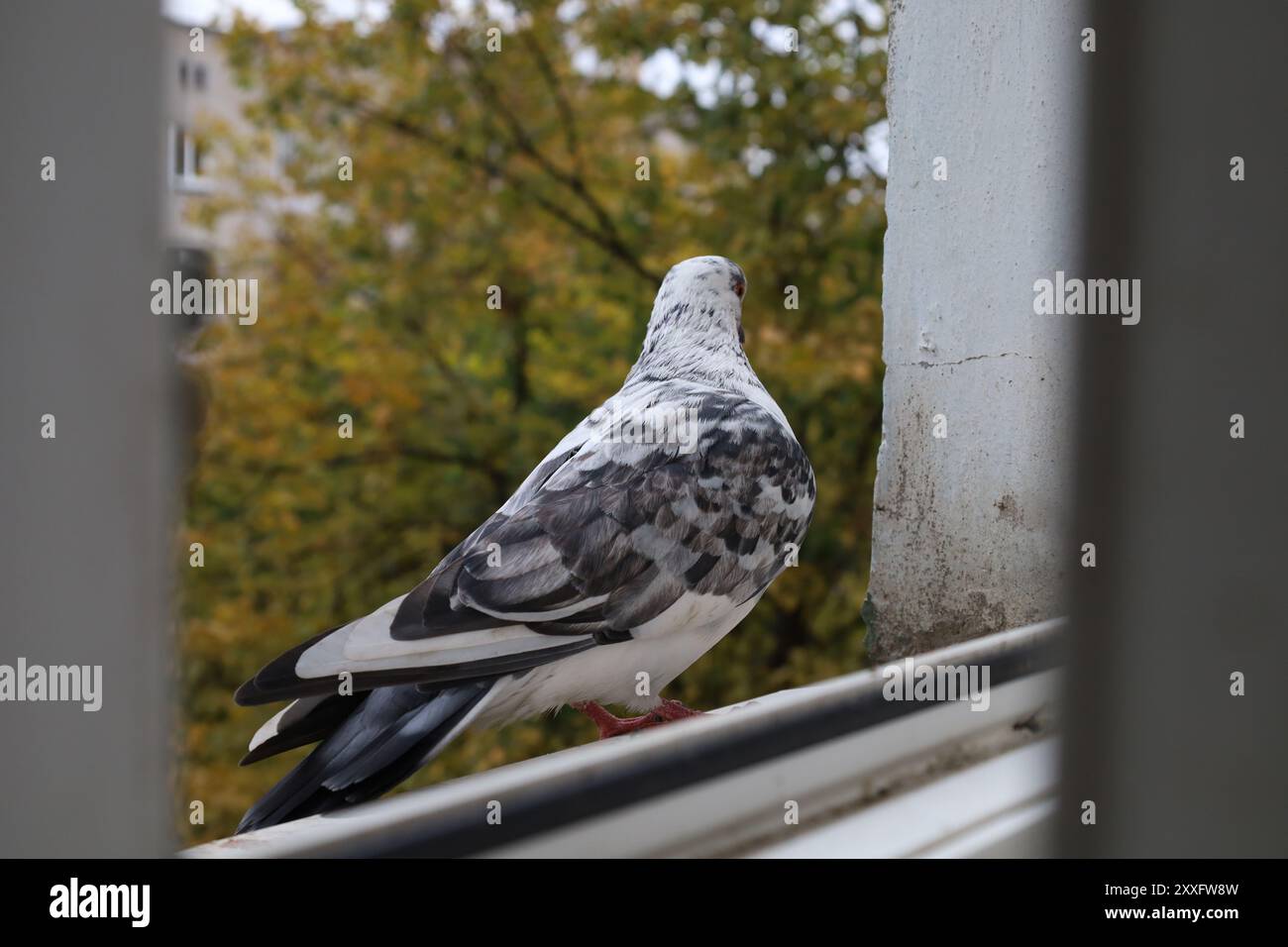 White pigeon closeup portrait, bird on the window, summer day, pigeon ...