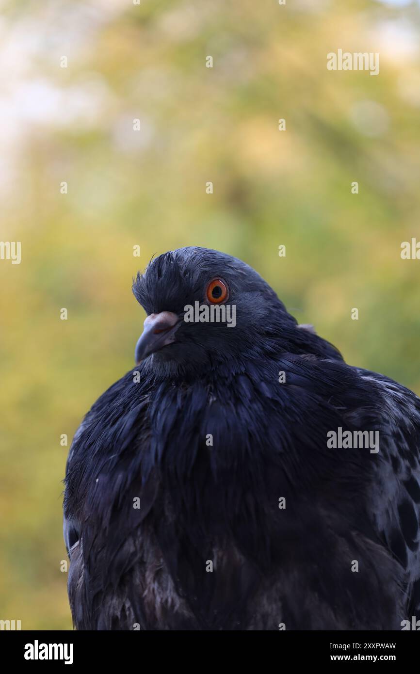 Pigeon closeup portrait, bird on the window, summer day, pigeon ...