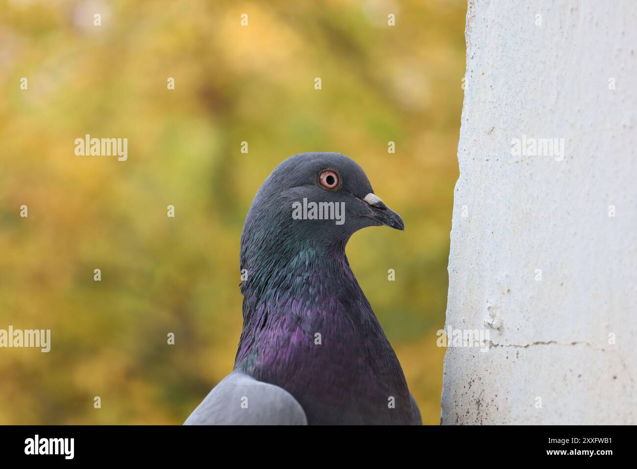 Pigeon closeup portrait, bird on the window, summer day, pigeon ...