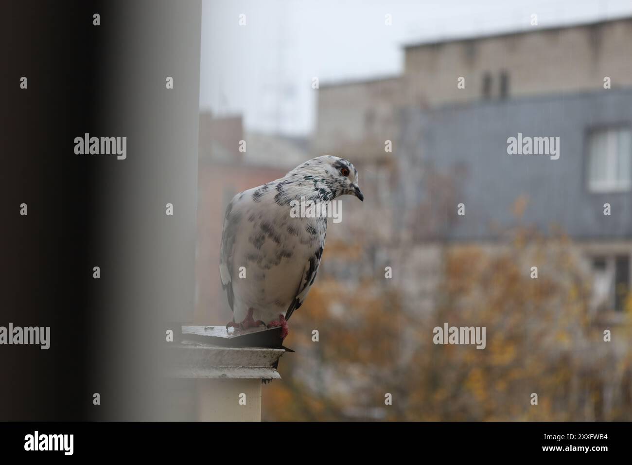 White pigeon closeup portrait, bird on the window, summer day, pigeon ...
