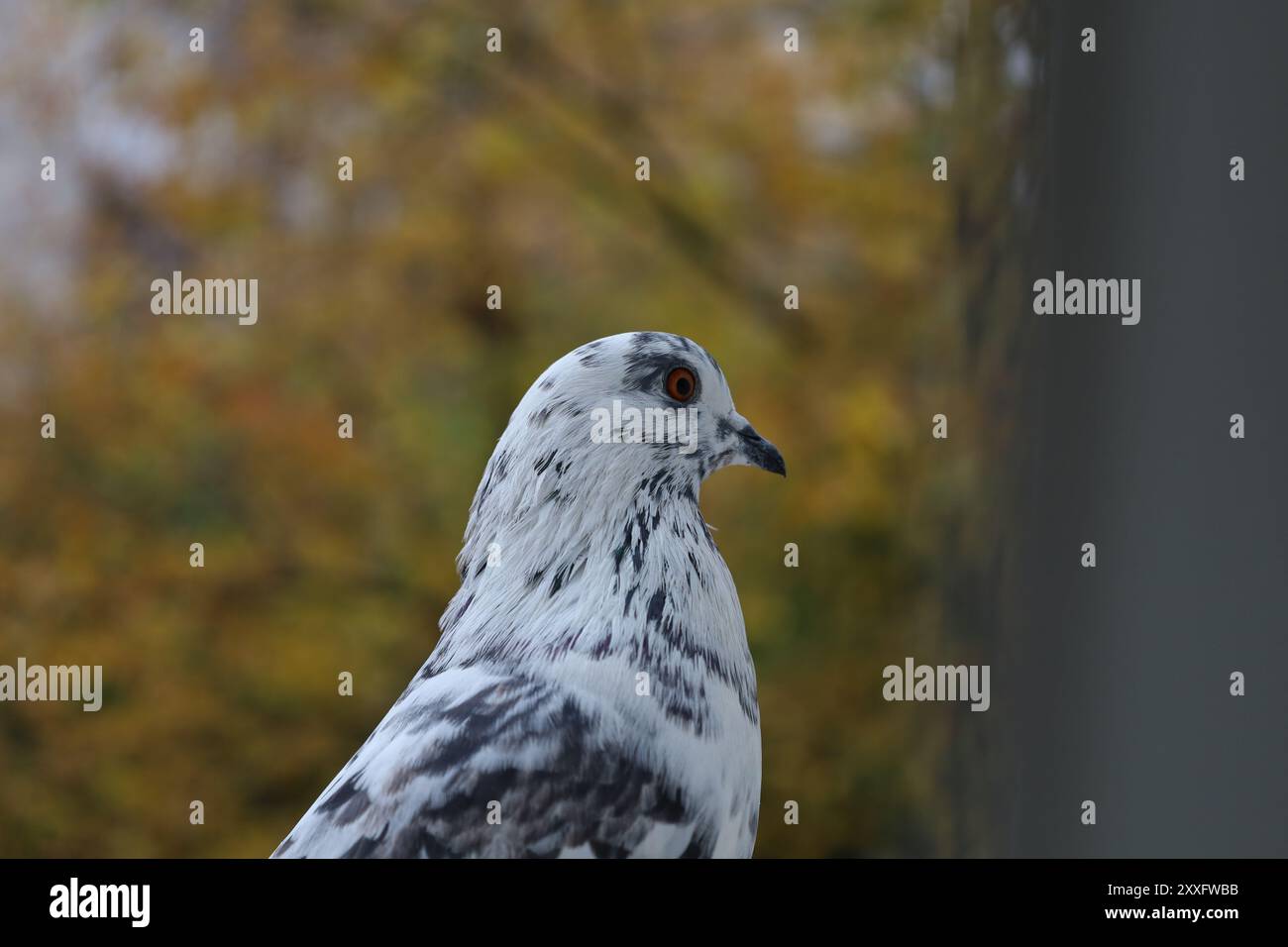 White pigeon closeup portrait, bird on the window, summer day, pigeon ...