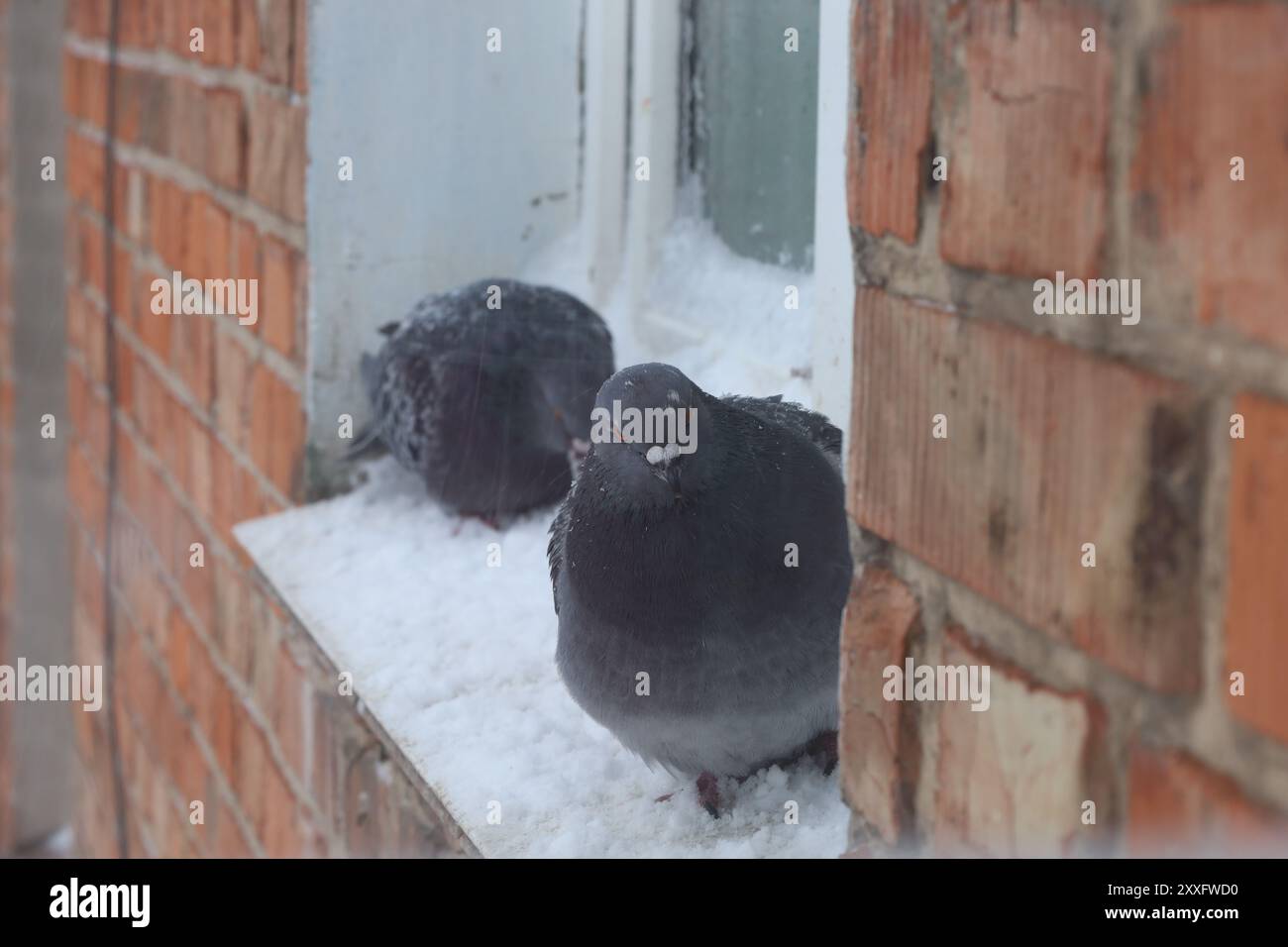 pigeon extreme closeup portrait, bird on the window, winter day, pigeon ...