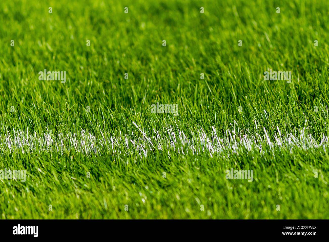 stadium turf with a white line at the Hibernians stadium in Paola ...