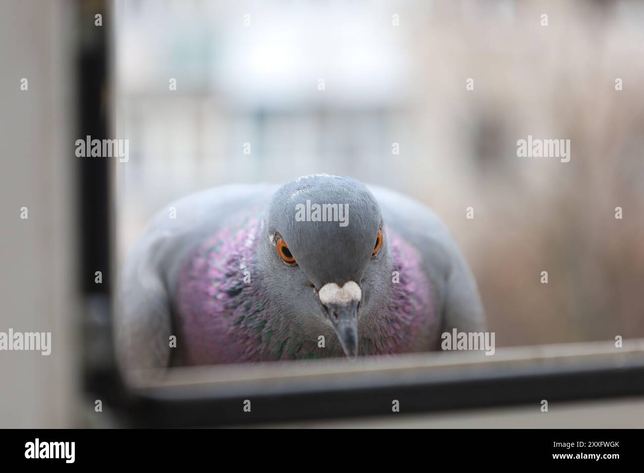 pigeon extreme closeup portrait, bird on the window, winter day, pigeon ...