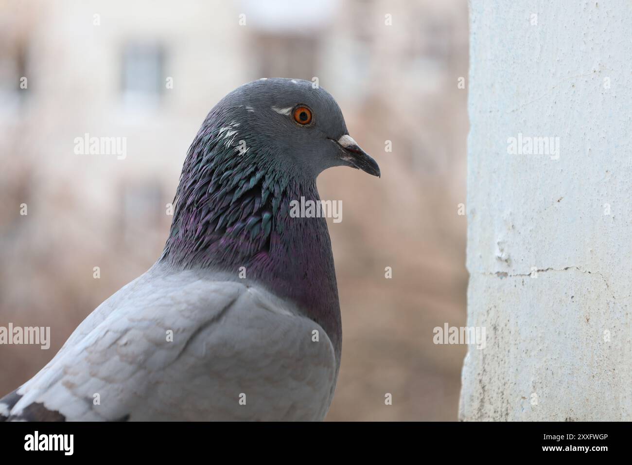 pigeon extreme closeup portrait, bird on the window, winter day, pigeon ...