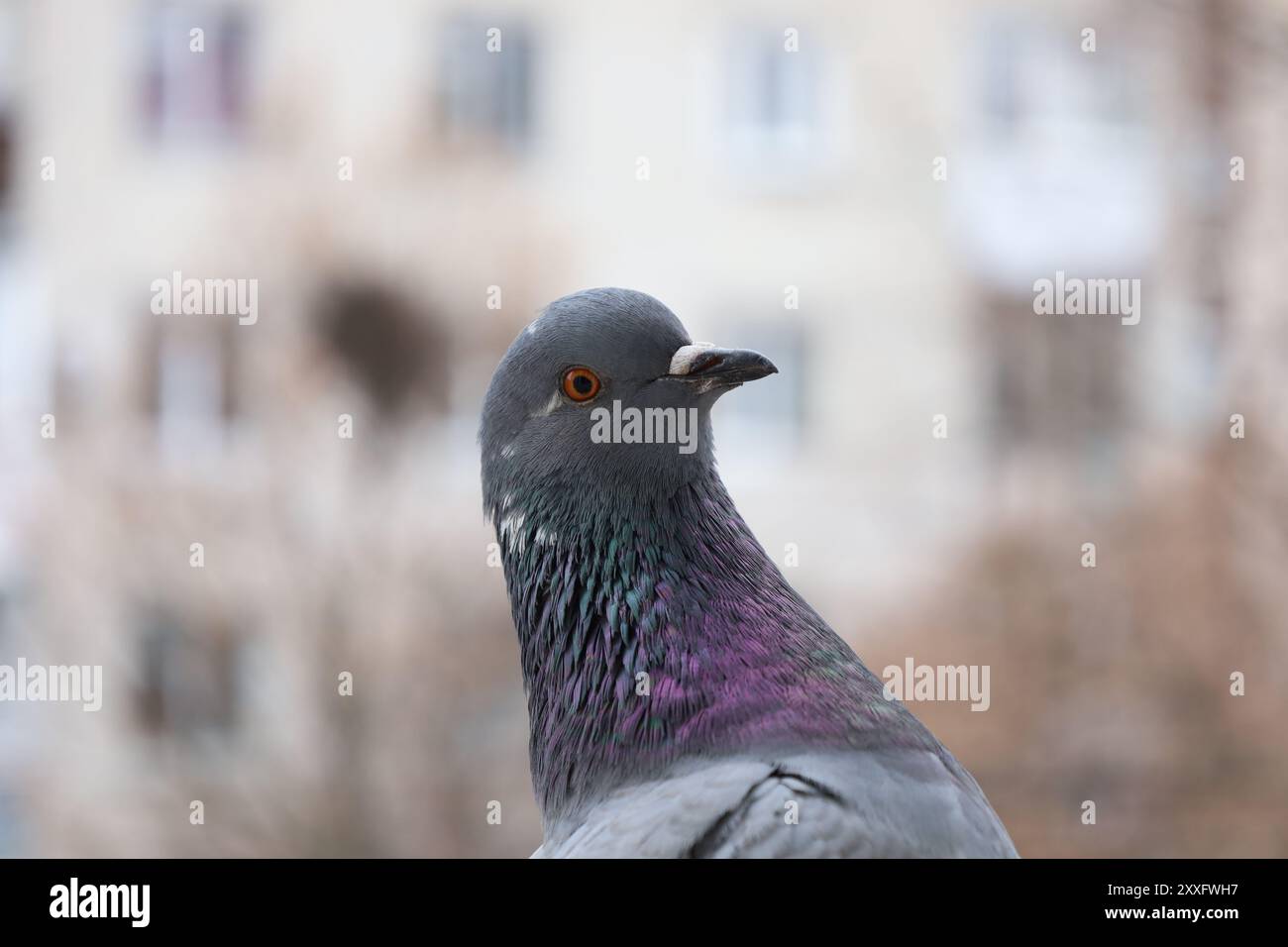 pigeon extreme closeup portrait, bird on the window, winter day, pigeon ...