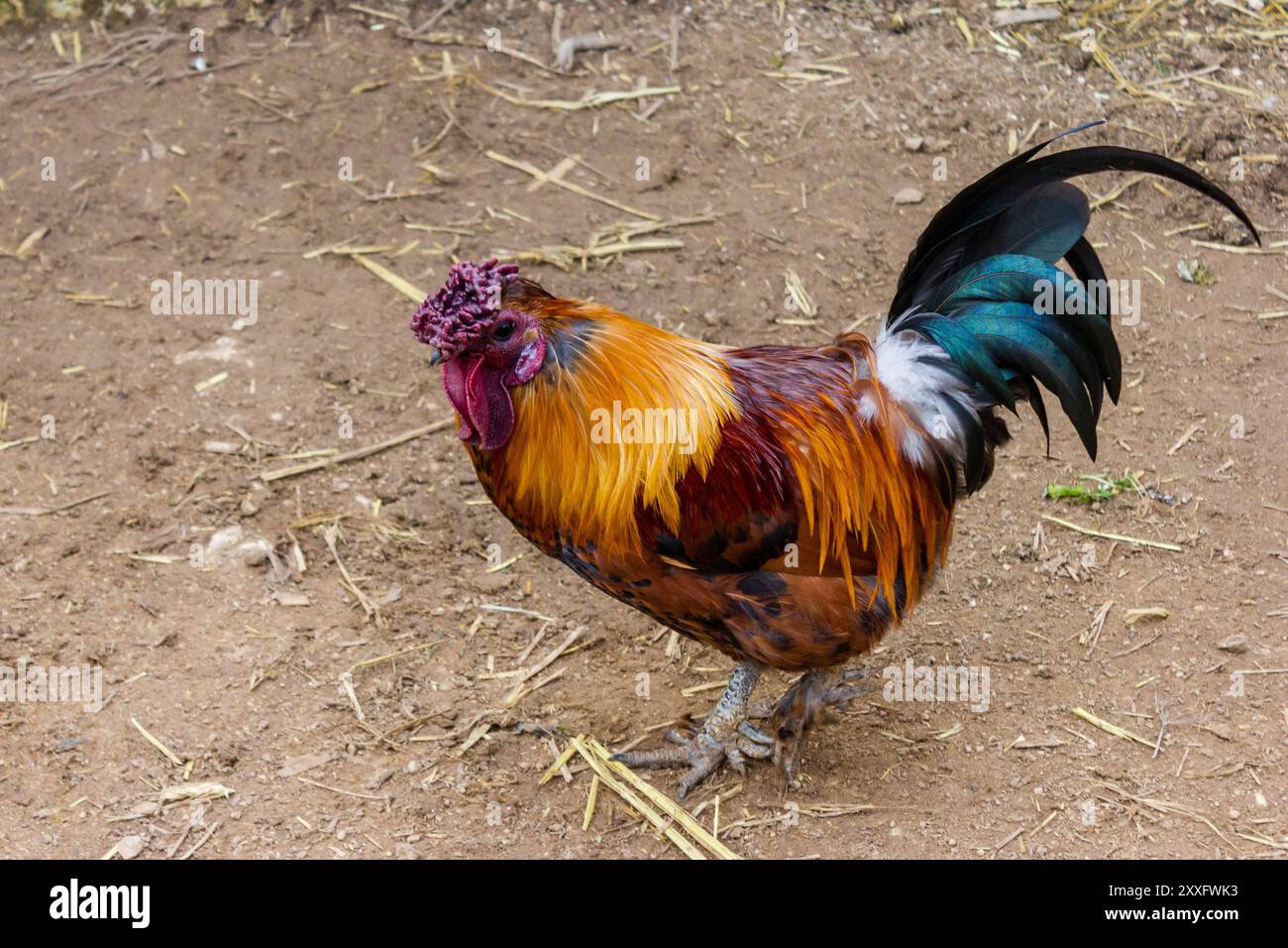 A multi-colored rooster at the farm Stock Photo - Alamy
