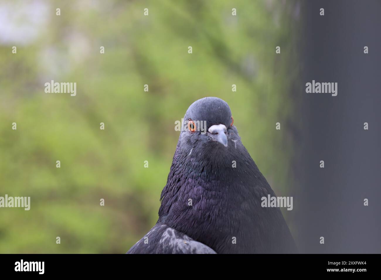 Pigeon closeup portrait, bird on the window, summer day, pigeon ...