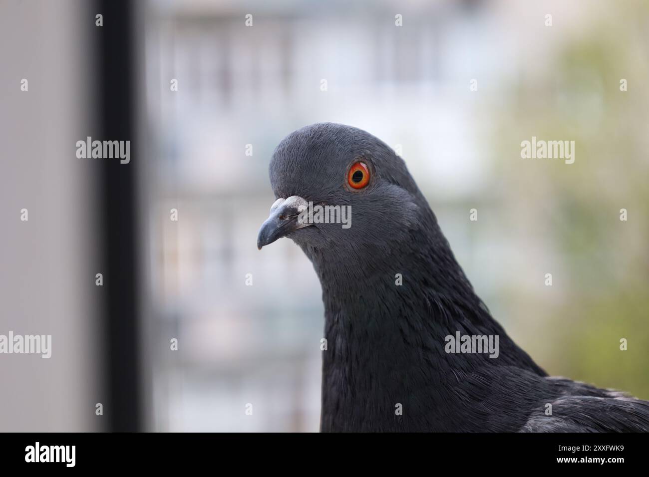 Pigeon closeup portrait, bird on the window, summer day, pigeon ...