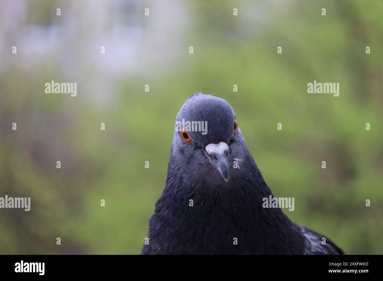 Pigeon closeup portrait, bird on the window, summer day, pigeon ...
