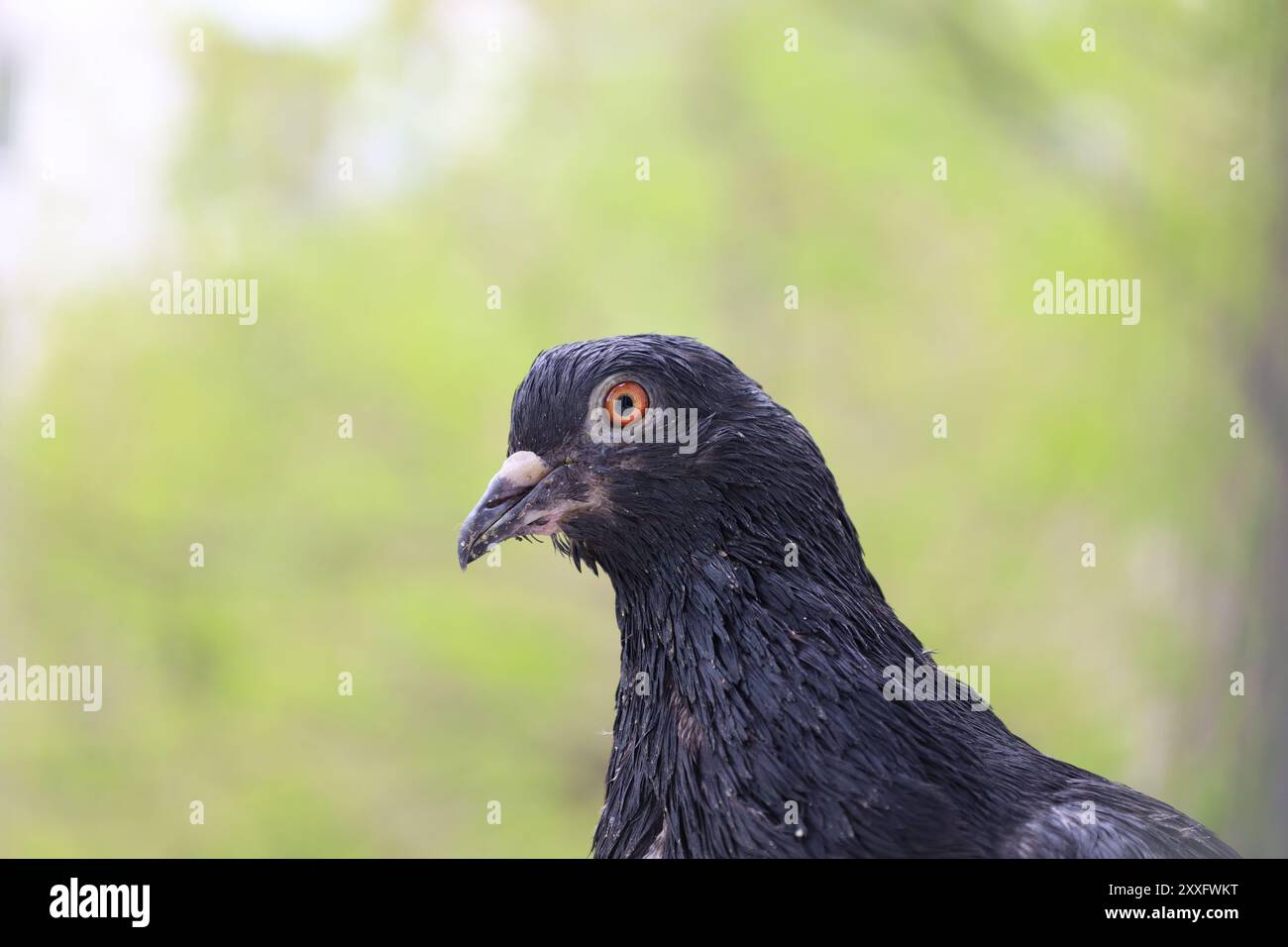 Pigeon closeup portrait, bird on the window, summer day, pigeon ...