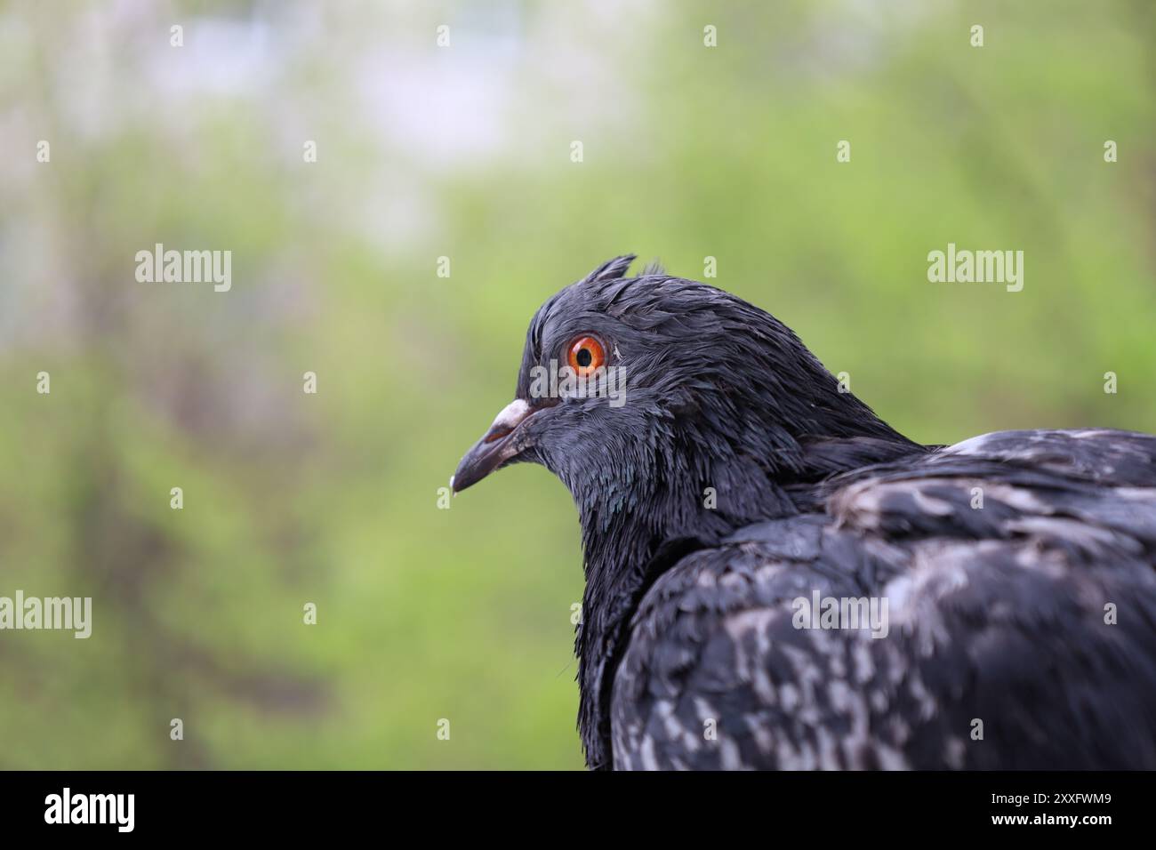 Pigeon closeup portrait, bird on the window, summer day, pigeon ...