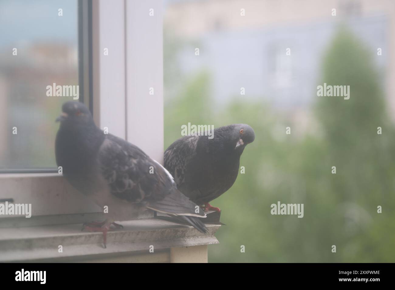 Pigeon closeup portrait, bird on the window, summer day, pigeon ...