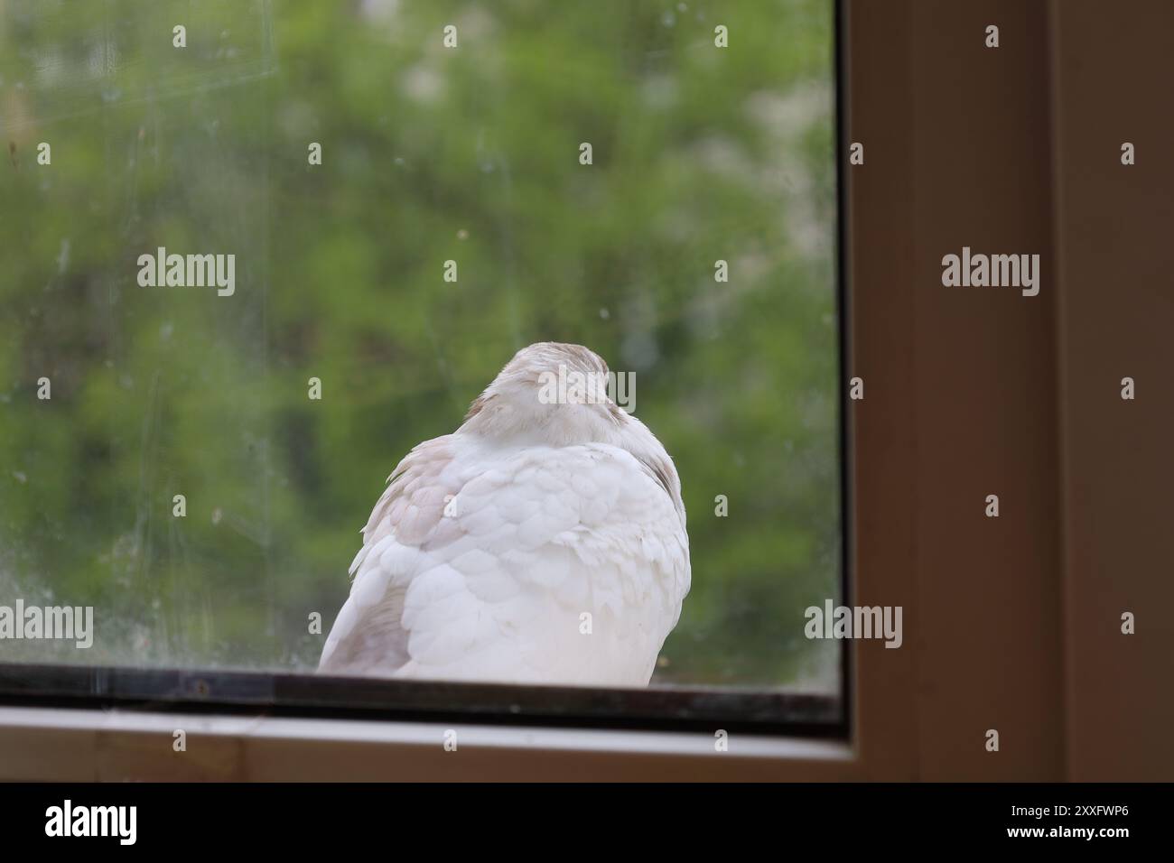 White pigeon closeup portrait, bird on the window, summer day, pigeon ...