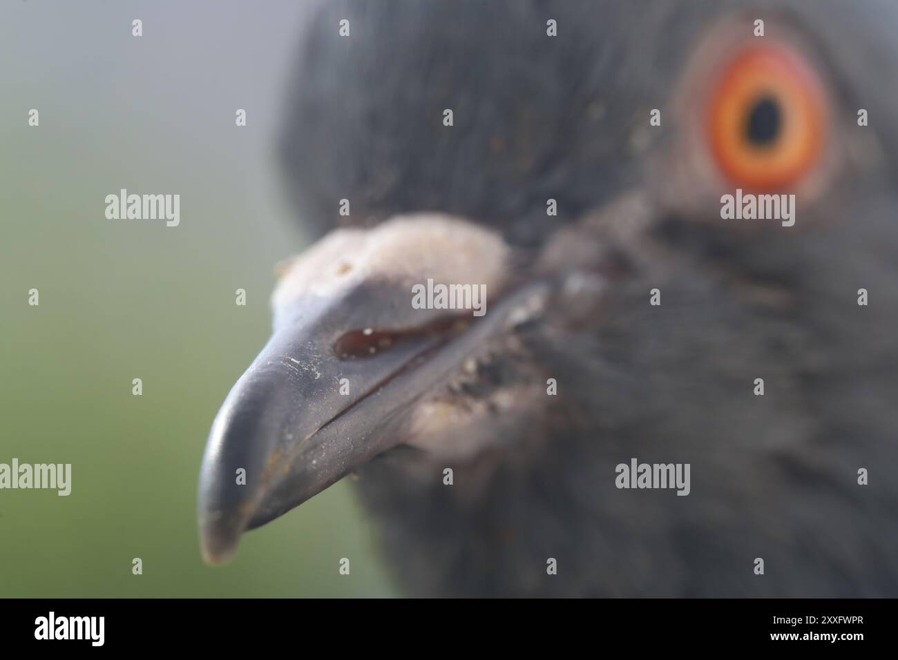 Pigeon closeup portrait, bird on the window, summer day, pigeon ...