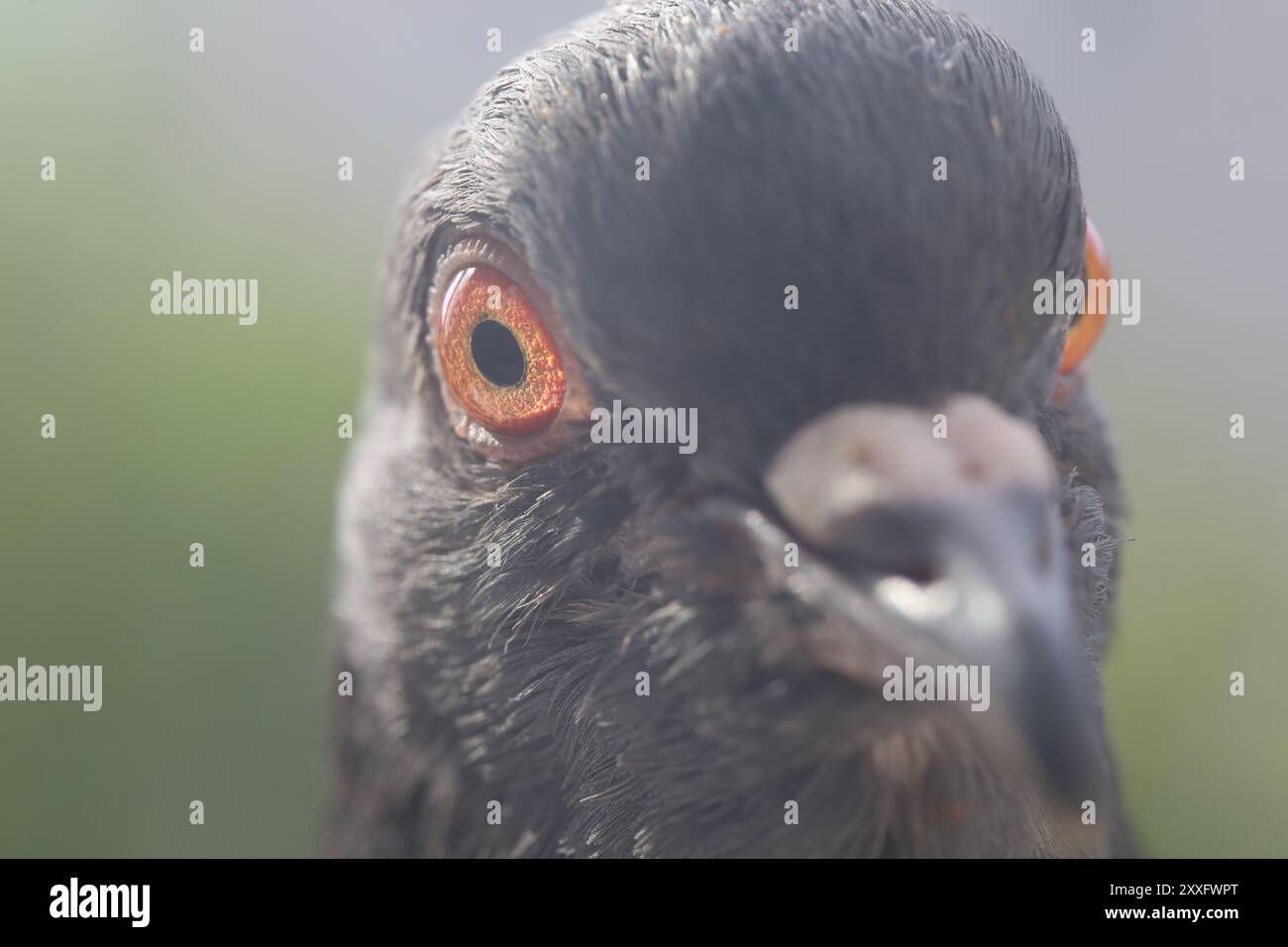 Pigeon closeup portrait, bird on the window, summer day, pigeon ...
