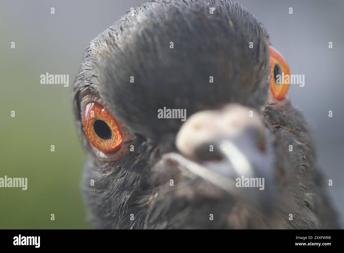 Pigeon closeup portrait, bird on the window, summer day, pigeon ...
