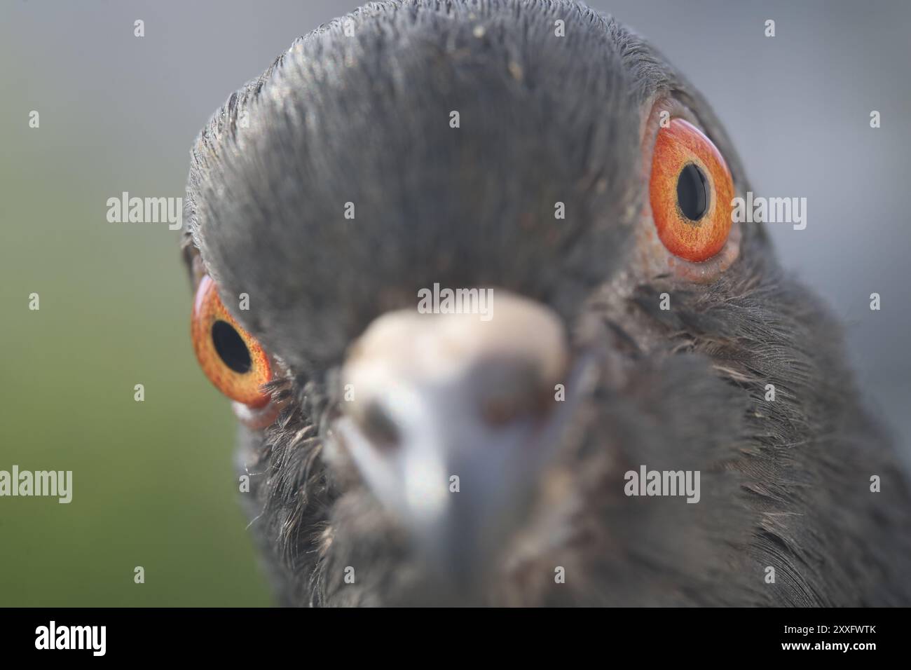 Pigeon closeup portrait, bird on the window, summer day, pigeon ...