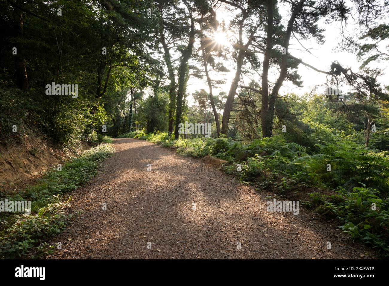 Sun through woodland trees hi-res stock photography and images - Alamy
