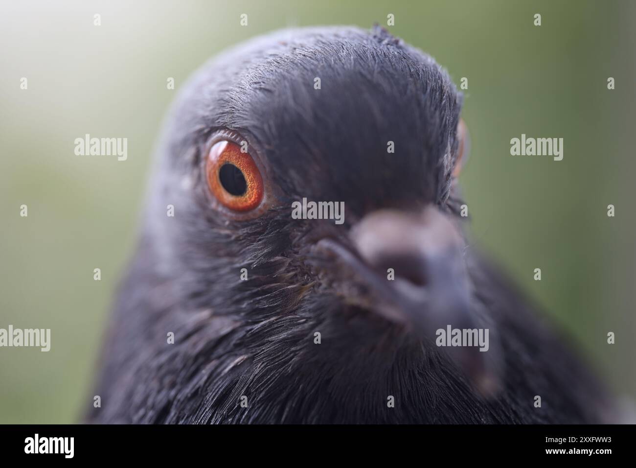 Pigeon closeup portrait, bird on the window, summer day, pigeon ...