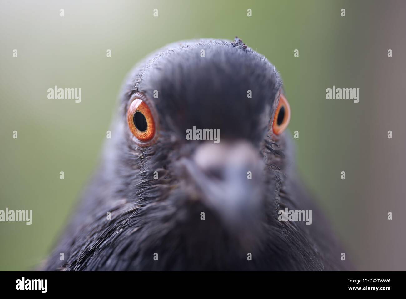 Pigeon closeup portrait, bird on the window, summer day, pigeon ...