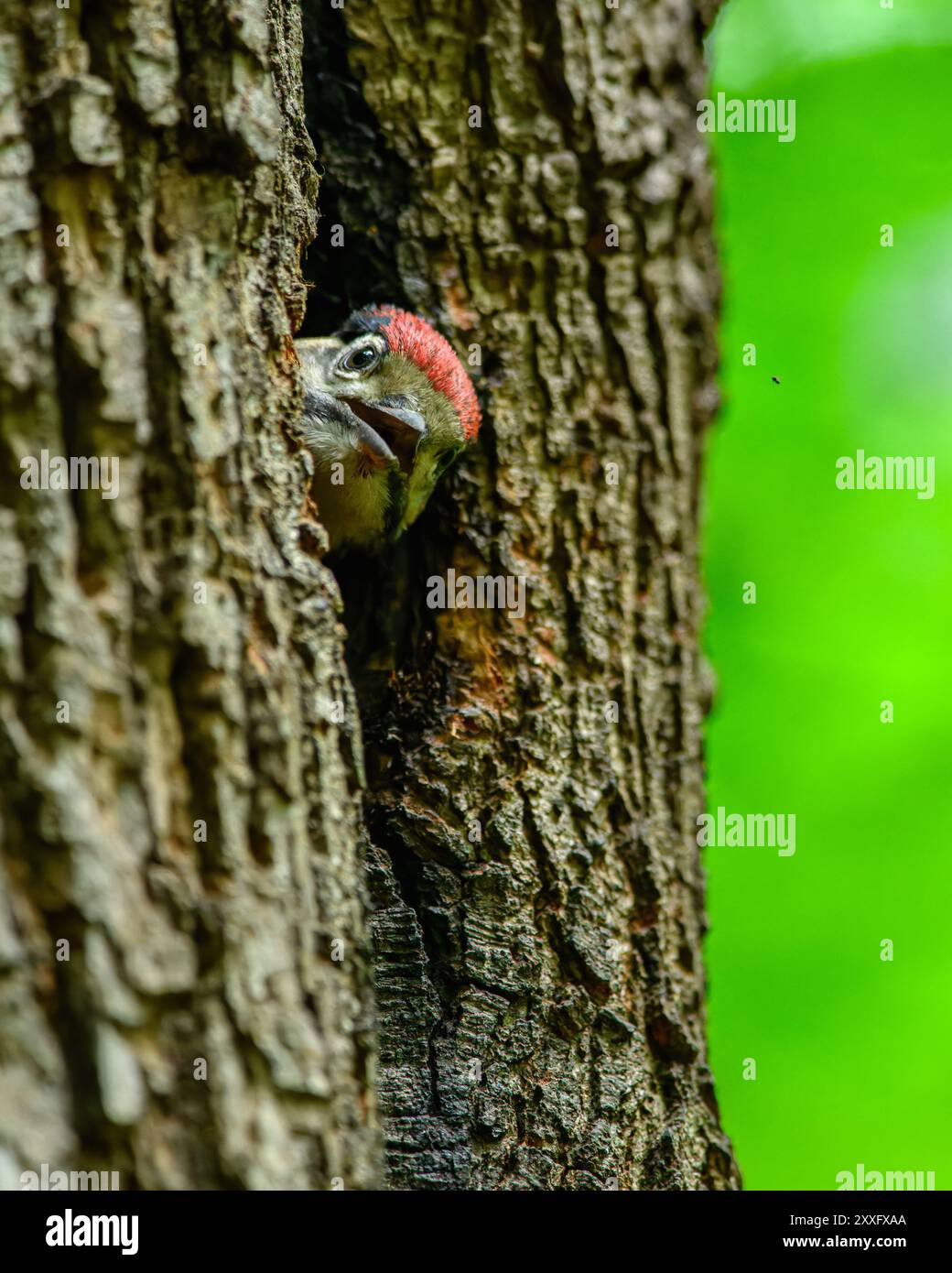 A young great spotted woodpecker (Dendrocopos major) sticks its head ...
