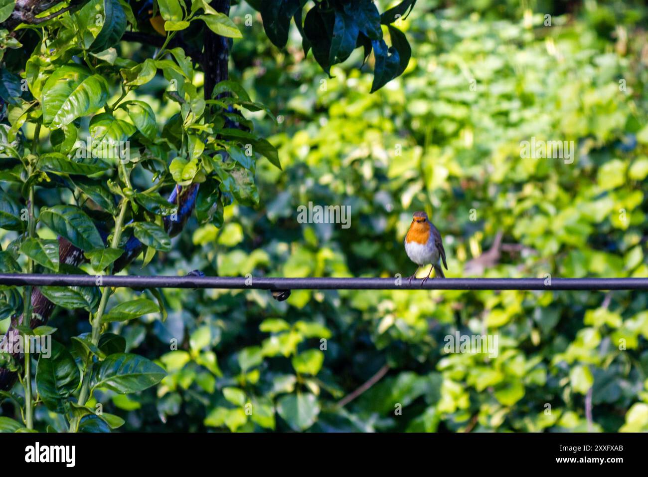 a wild Robin on a pipe in the garden taken at Rabat, Malta Stock Photo ...