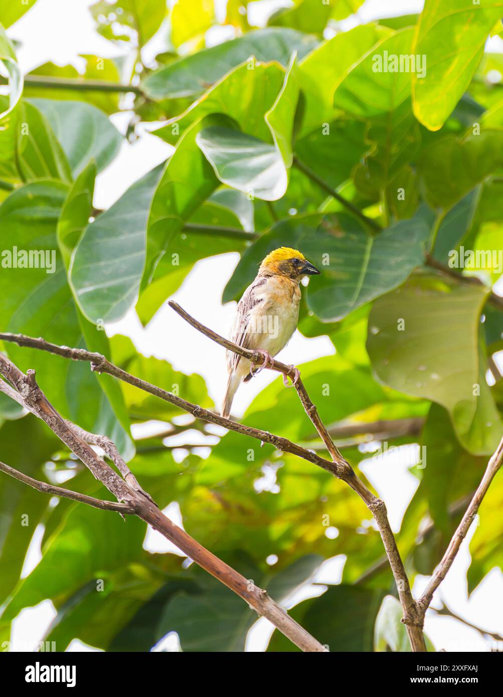 Baya weaver bird at a branch of the tree Stock Photo - Alamy