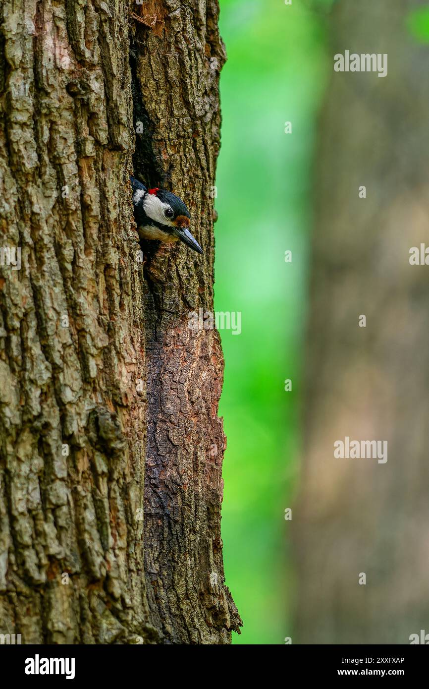 Woodpecker bird peeking head out hi-res stock photography and images ...