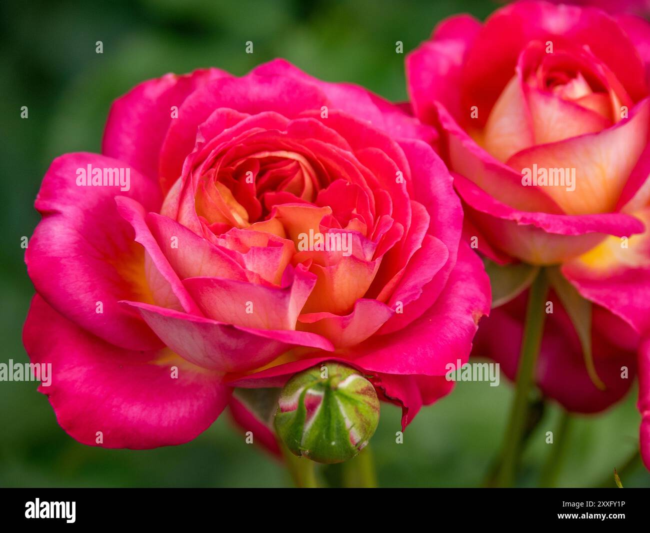 summer flowers in germany Stock Photo - Alamy
