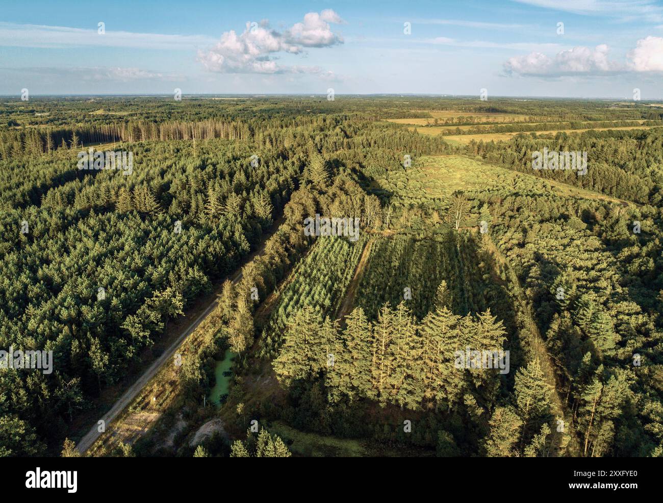 Aerial view over a forest plantation in north Jutland, Denmark Stock ...